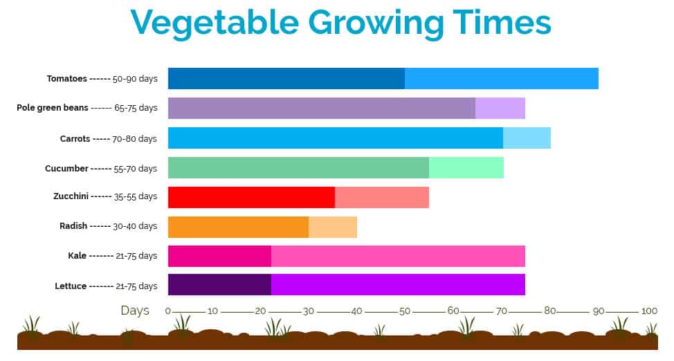 It’s Not Too Late To Start Your Garden - Nourishing Hope